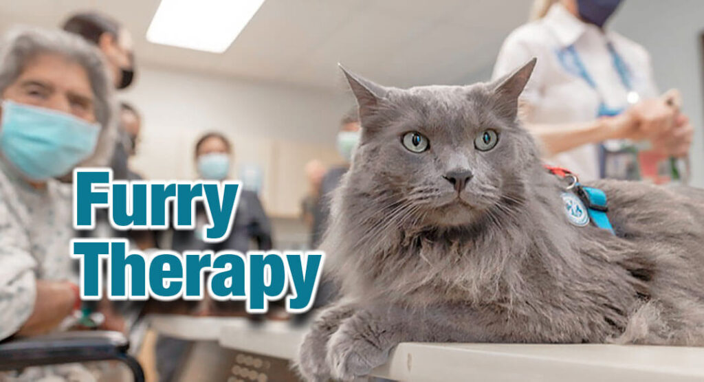 Therapy Cat Brings Smiles to Patients at DHR Health - Mega Doctor News