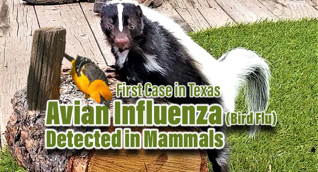 First Texas Case of Highly Pathogenic Avian Flu Detected in Mammals ...