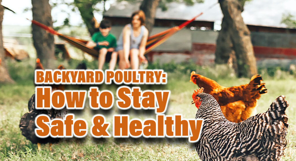 Staying Healthy Around Backyard Poultry - Mega Doctor News