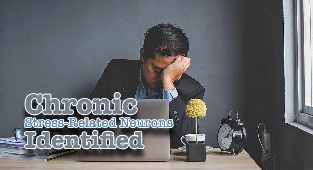 Chronic Stress-Related Neurons Identified - Mega Doctor News