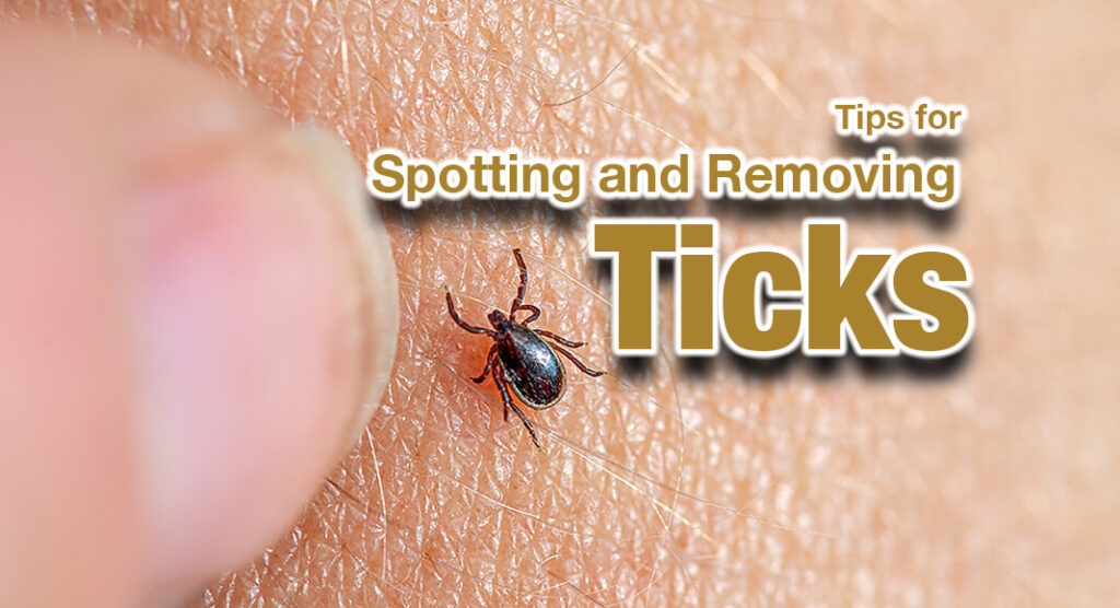 Tips for Spotting and Removing Ticks - Mega Doctor News
