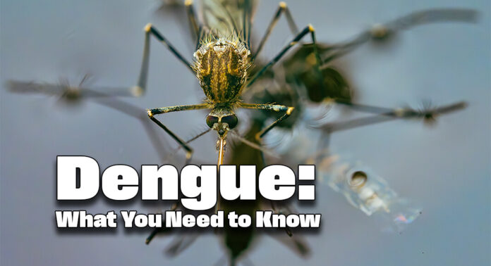 Dengue: What You Need to Know - Mega Doctor News