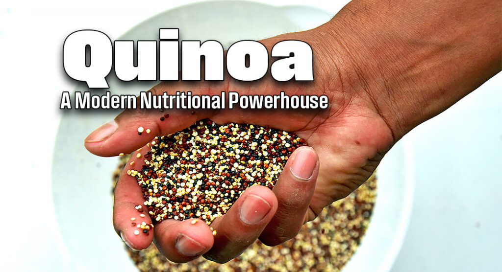 Why The Ancient Grain Quinoa Became a Modern Nutritional Powerhouse ...