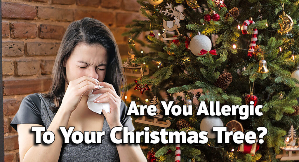 Are You Allergic to Your Christmas Tree? - Mega Doctor News